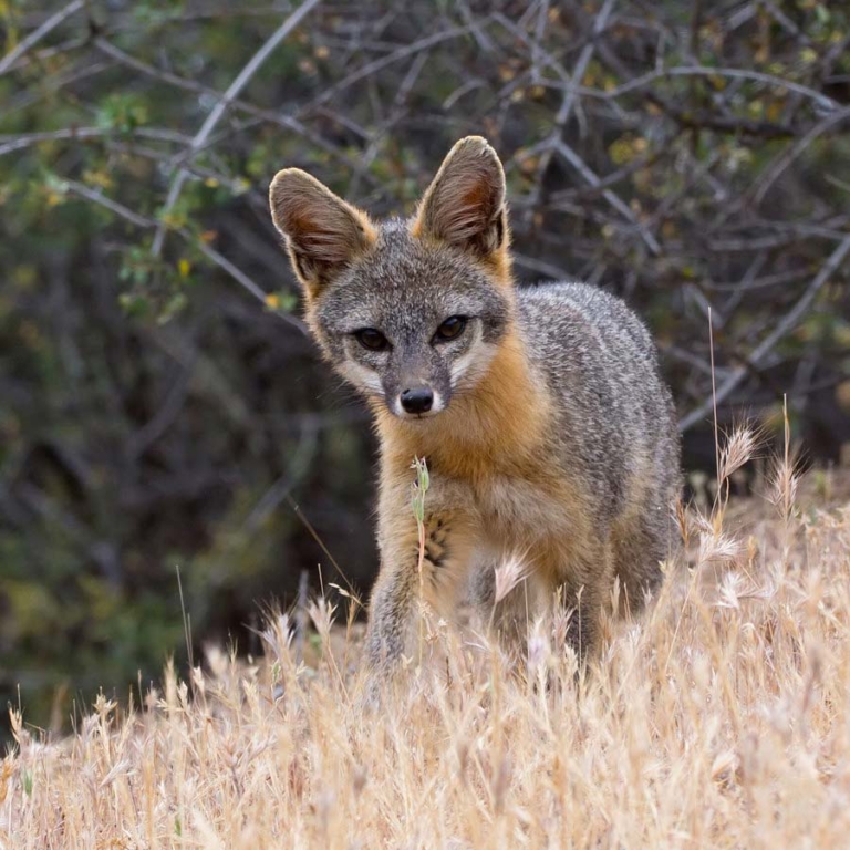 Gray Fox | River Otter Ecology Project