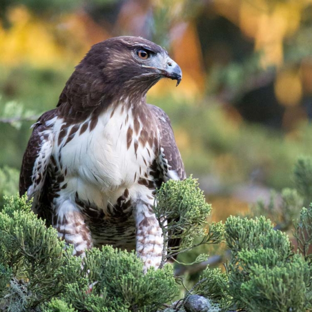 Red-tailed Hawk | River Otter Ecology Project