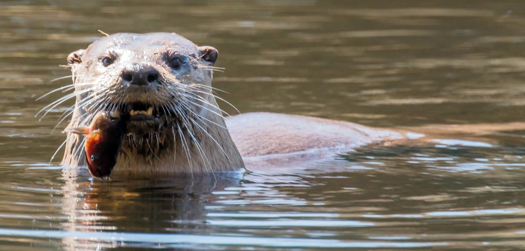Understanding Watersheds | River Otter Ecology Project