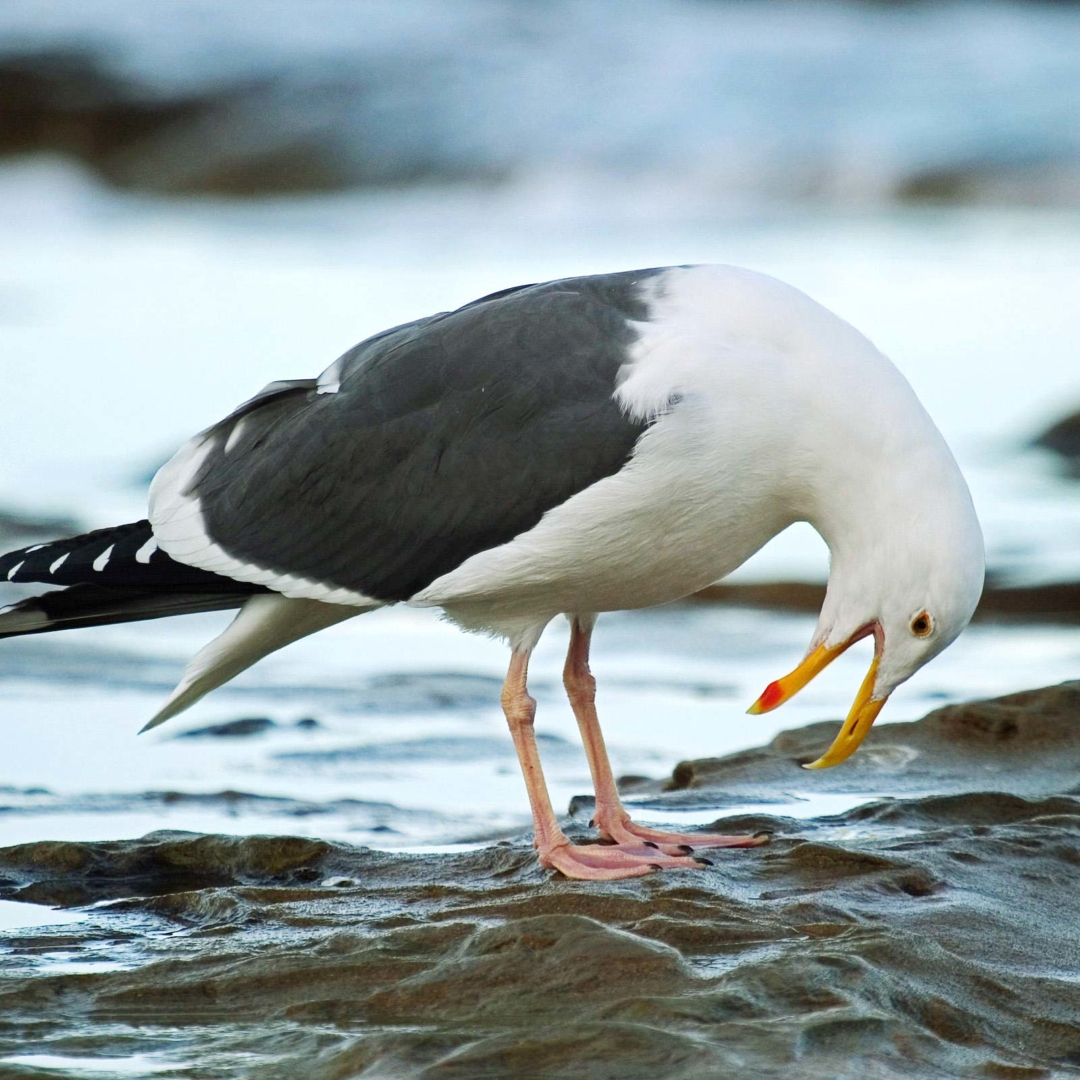 Western Gull | River Otter Ecology Project