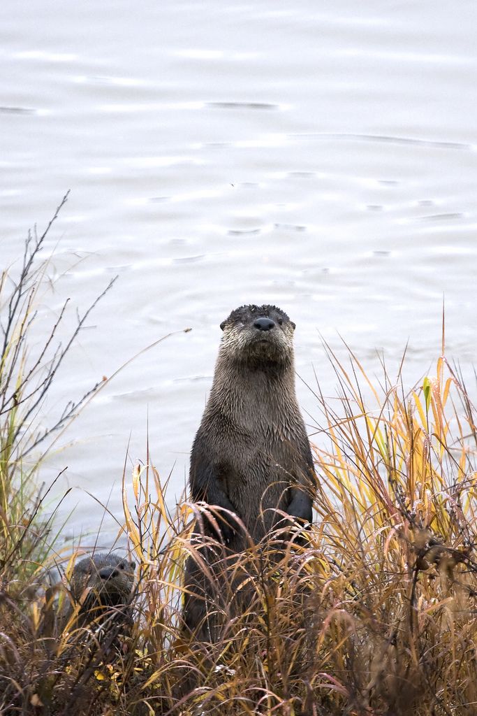 Otter Blog | River Otter Ecology Project